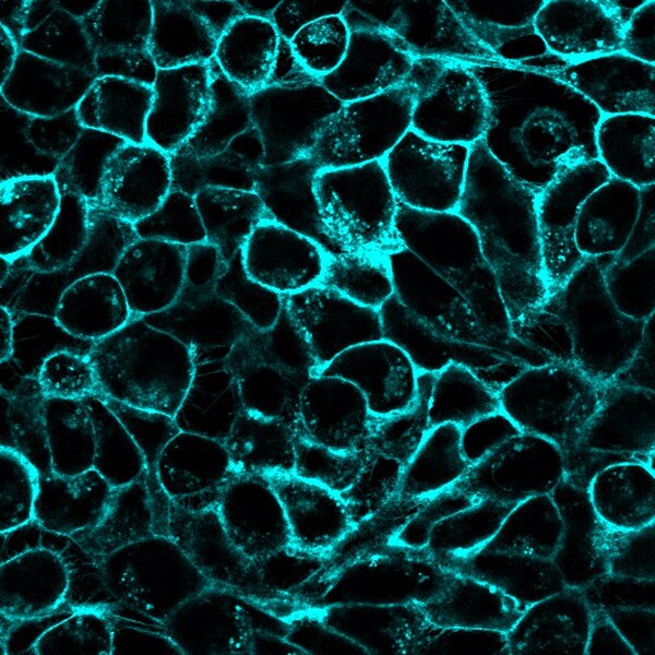 BioTracker™ 400 Blue Cytoplasmic Membrane Dye | SCT109